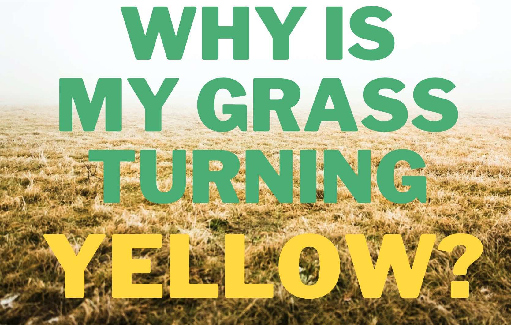 Why is my grass turning yellow? Causes + Fix - GFL Outdoors Why is my grass turning yellow? Causes + Fix - GFL Outdoors