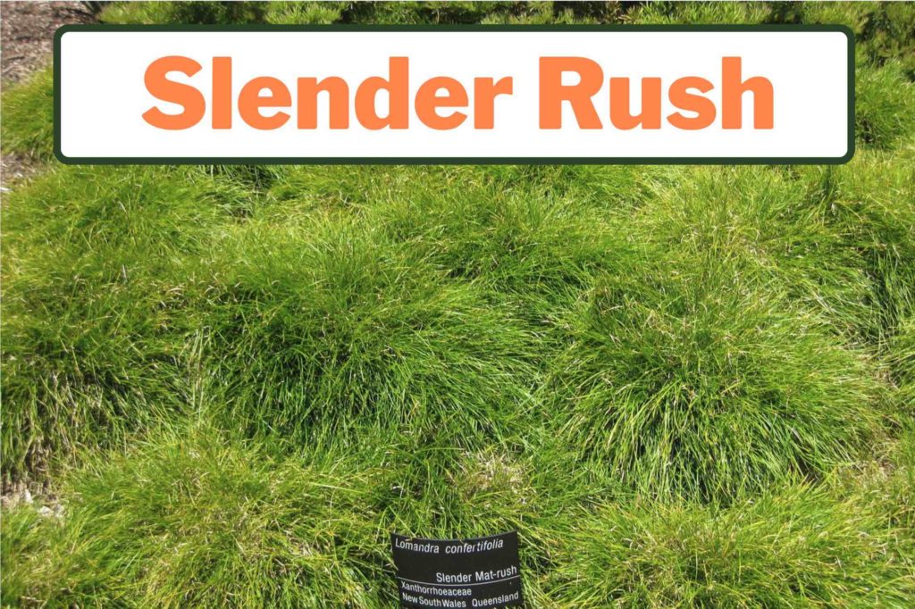 Weeds That Look Like Grass: Identification Guide - GFL Outdoors