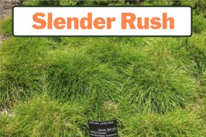 Weeds That Look Like Grass: Identification Guide - GFL Outdoors