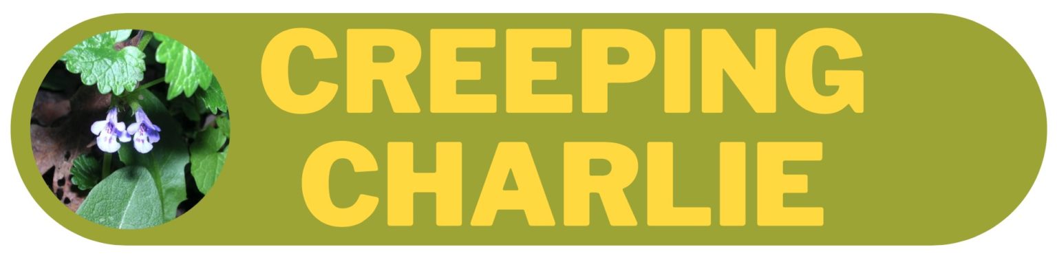 Creeping Charlie: What it is and how to get rid of it? - GFL Outdoors