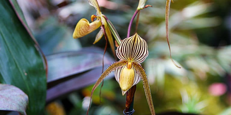 Eleven of the Most Expensive Plants in the World – GFL Outdoors