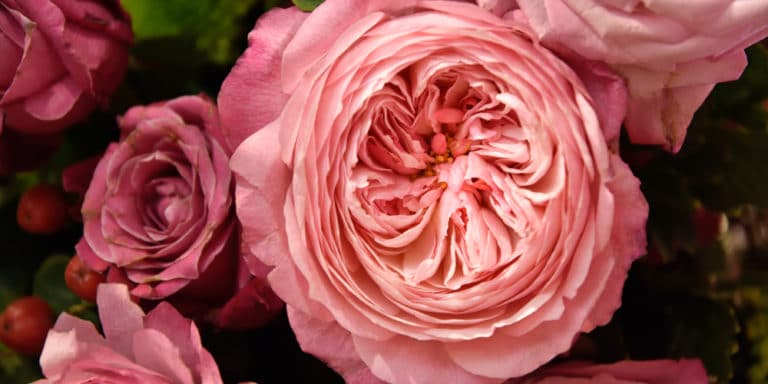 Rose Rootstock Taking Over: How to Stop the Invasion - GFL Outdoors