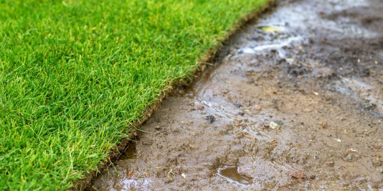Can You Overwater New Sod? [Yes Here's How to Avoid It]