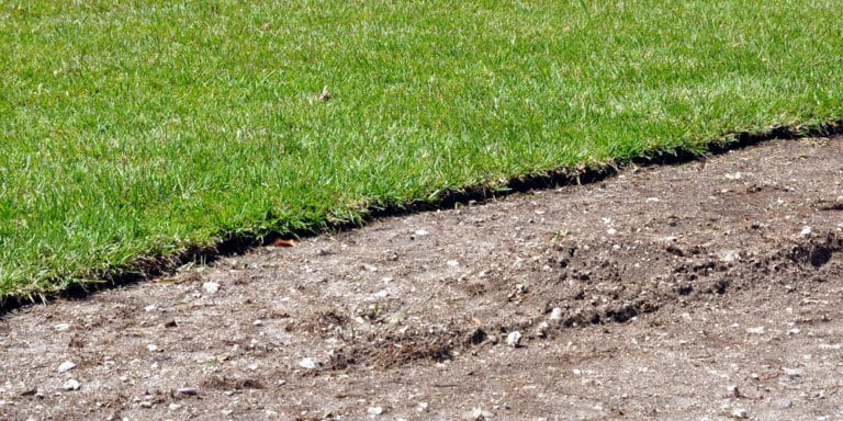 The Best Time to lay St Augustine Sod in Texas - GFL Outdoors