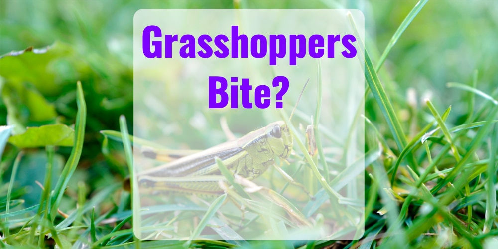 Can and Do Grasshoppers Bite? [No, Not in Any Real Way] – GFL Outdoors