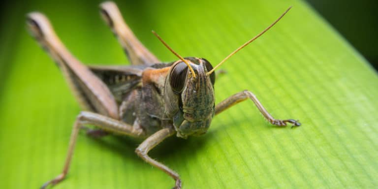 Do Grasshoppers Bite? Understanding Their Impact on Humans - GFL Outdoors