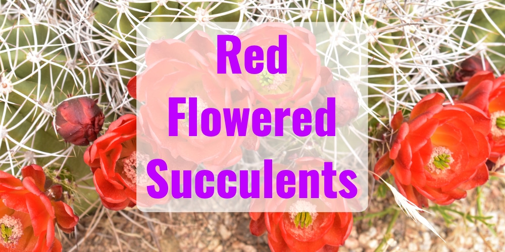 A Guide to Succulents with Red Flowers - GFL Outdoors