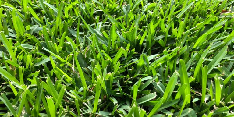 The Best Time of Year to Plant Grass Seed in Mississippi - GFL Outdoors