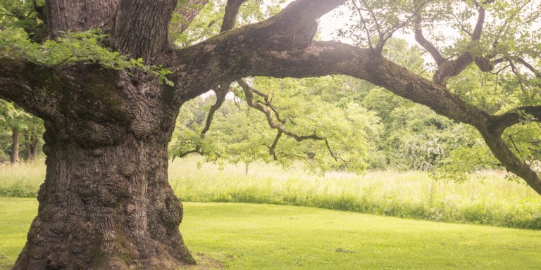 How to Hang a Swing Between Two Trees - GFL Outdoors