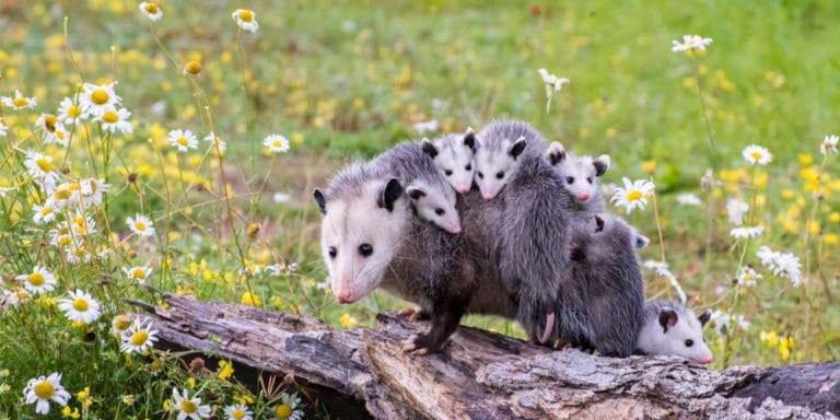 Can Opossum Climb Trees? How to Protect Your Yard – GFL Outdoors