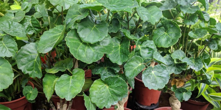 Aralia Fabian: What It Is, and How to Care for It - GFL Outdoors