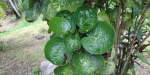 Aralia Fabian: What It Is, and How to Care for It – GFL Outdoors