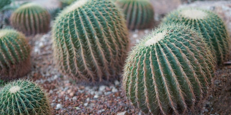 A Guide to Poisonous Cactus Species - GFL Outdoors