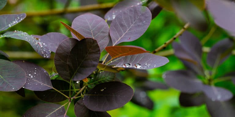 Trees with Red Leaves All Year Round: 7 Trees You Can Plant