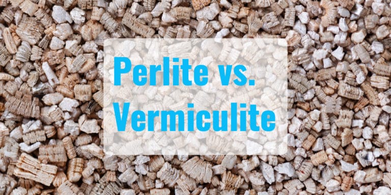 Perlite vs Vermiculite: All You Need to Know - GFL Outdoors