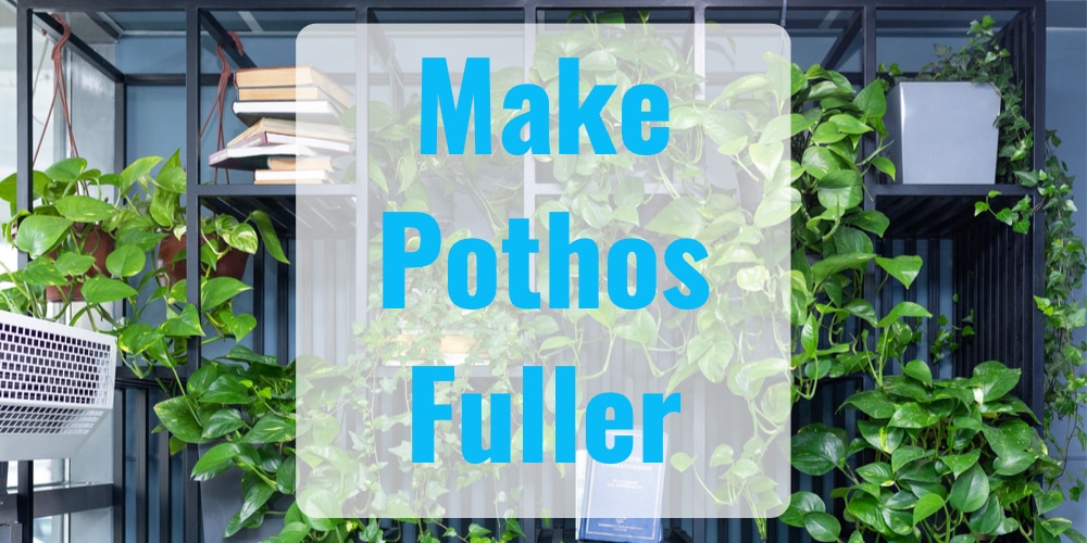 How to Make Pothos Fuller and Bushier - GFL Outdoors