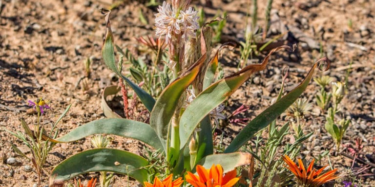 Trachyandra Plant: Everything You Need to Know – GFL Outdoors