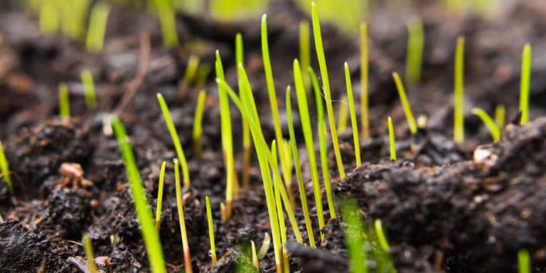 How Fast Does Kentucky Bluegrass Spread? - GFL Outdoors