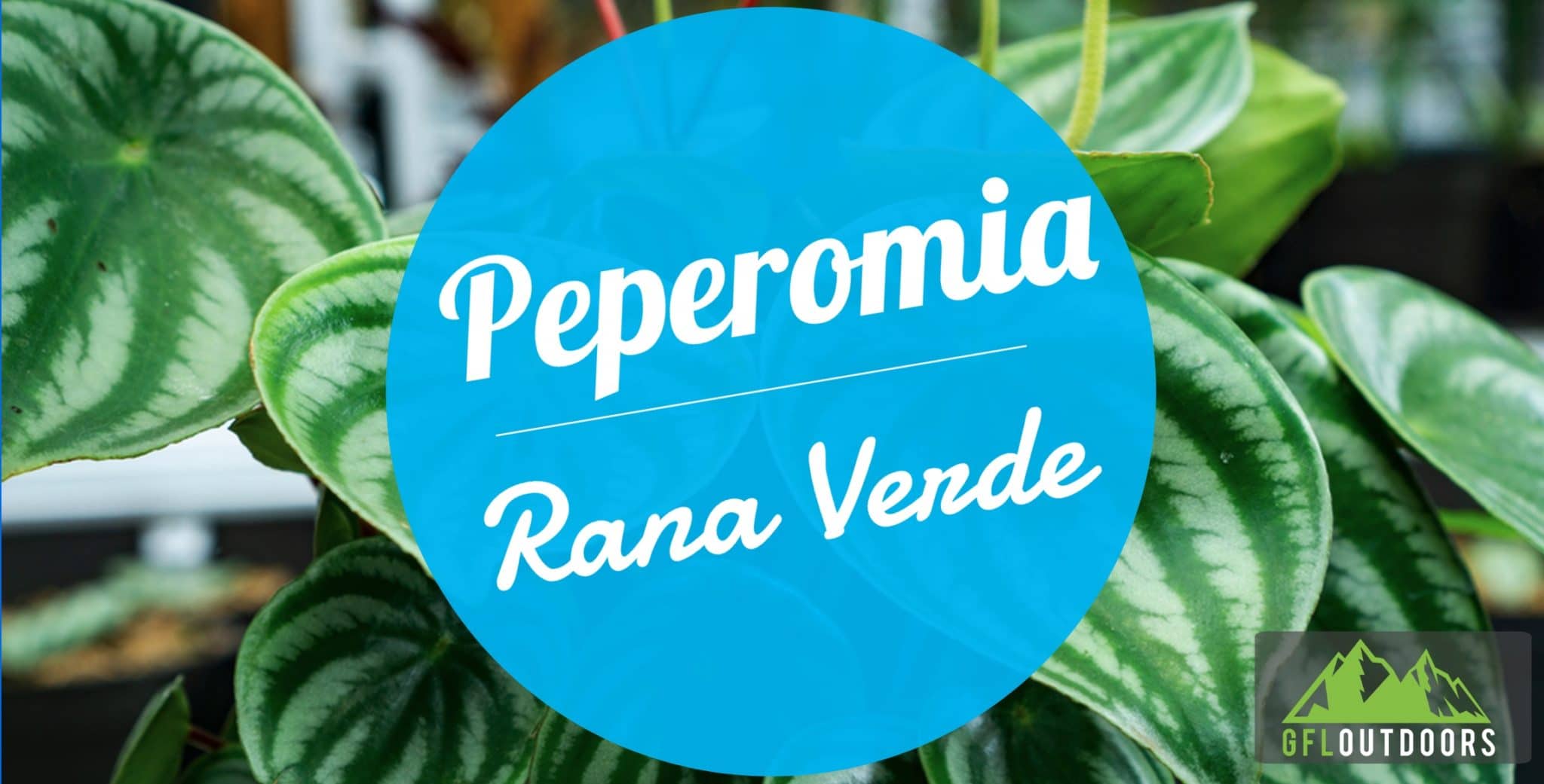 Peperomia Rana Verde: Everything You Need to Know - GFL Outdoors