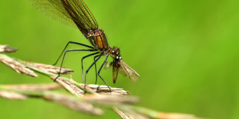 Why Are There So Many Dragonflies in My Yard? - GFL Outdoors