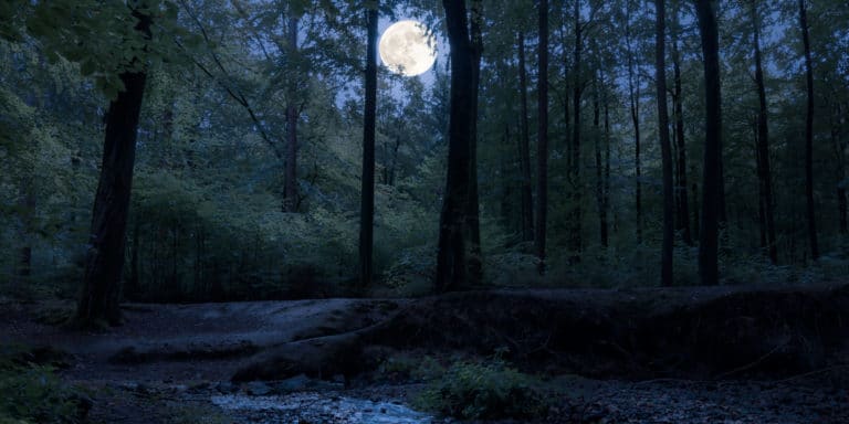 Do Plants Grow at Night? Yes, Here's Why - GFL Outdoors