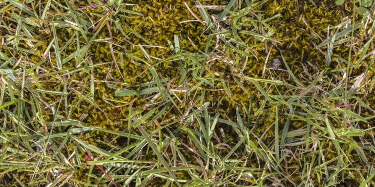 Will Lime Kill Moss: How to Kill Unwanted Moss? - GFL Outdoors