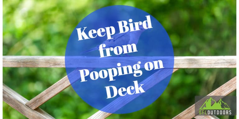 How to Stop Birds from Pooping on Deck? - GFL Outdoors