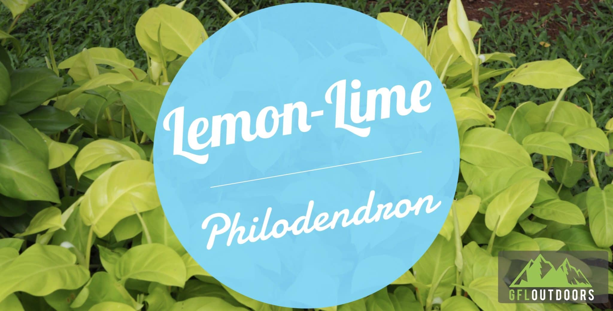 Philodendron Lemon Lime Plant: Care Guide – GFL Outdoors