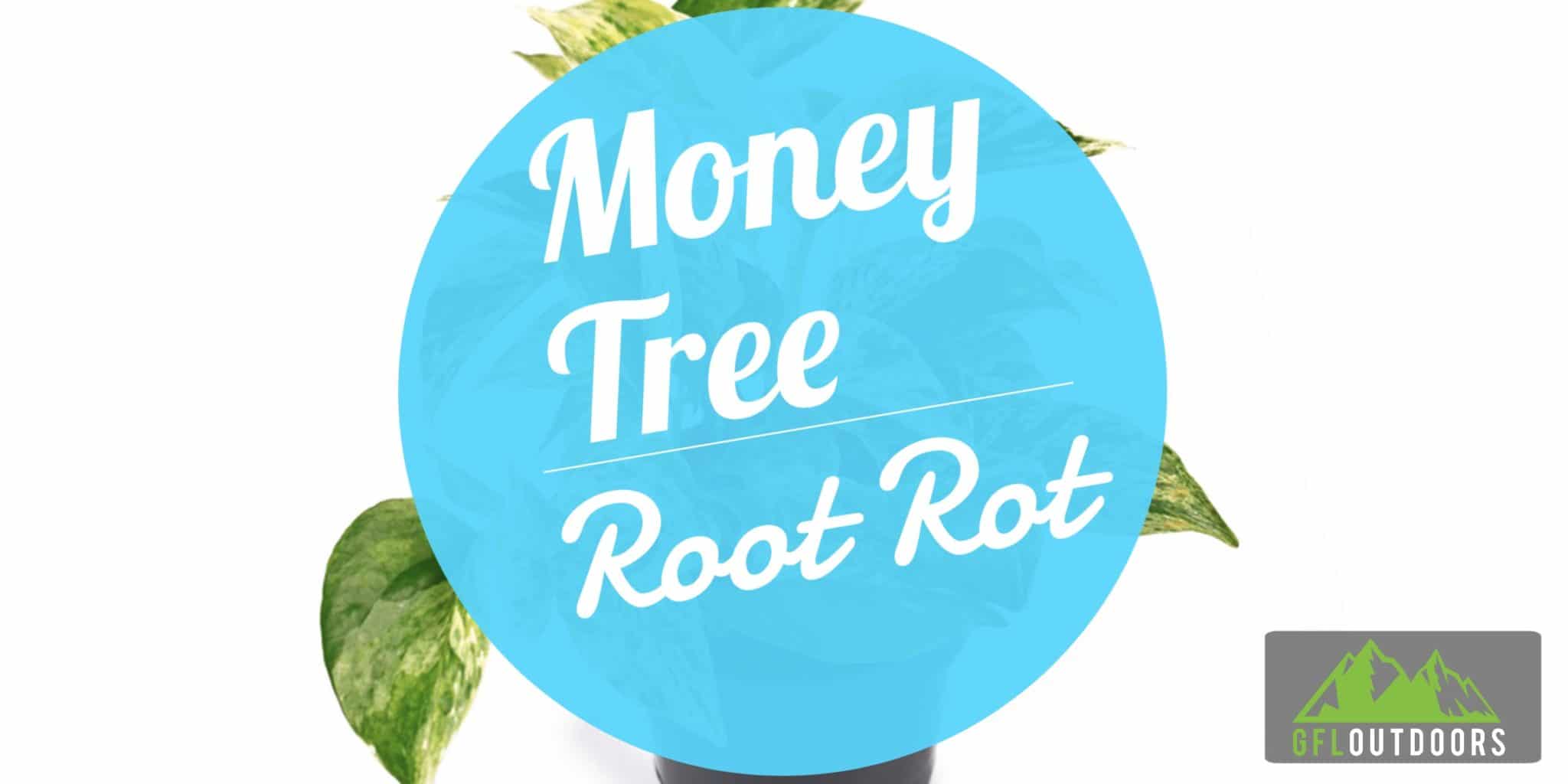 Save a Money Tree from Root Rot in 5 Steps - GFL Outdoors