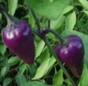Purple Super Hot Pepper Types: 10 Great Options for Your Garden