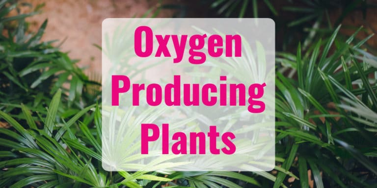A Guide to Outdoor Plants That Produce the Most Oxygen - GFL Outdoors