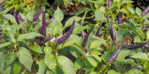 Purple Super Hot Pepper Types: 10 Great Options for Your Garden