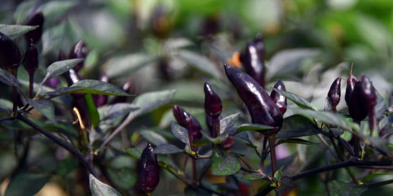 Purple Super Hot Pepper Types: 10 Great Options for Your Garden