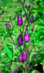 Purple Super Hot Pepper Types: 10 Great Options for Your Garden – GFL ...