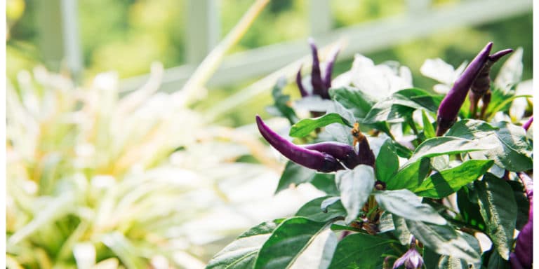 Purple Super Hot Pepper Types: 10 Great Options for Your Garden