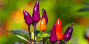 Purple Super Hot Pepper Types: 10 Great Options for Your Garden