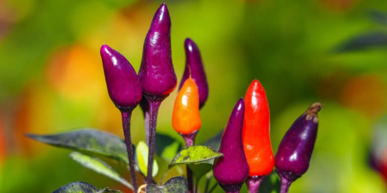 Purple Super Hot Pepper Types: 10 Great Options for Your Garden