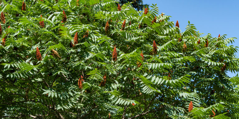 A Guide to Identifying Sumac: Poison Sumac vs. Staghorn Sumac