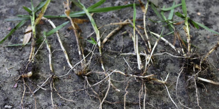Weeds That Look Like Grass: Identification Guide – GFL Outdoors
