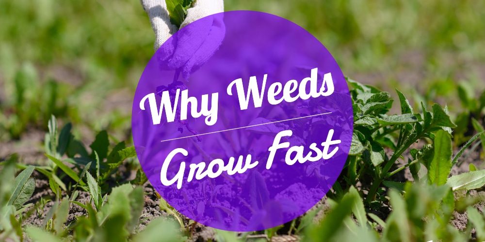 How Do Weeds Grow So Fast? - GFL Outdoors