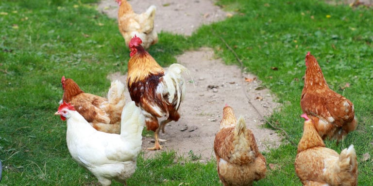 Do Chickens Eat Snakes: Understanding Poultry Predatory Behavior - GFL ...