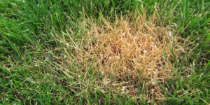 How to Fix Fertilizer Streaks in Your Yard - GFL Outdoors