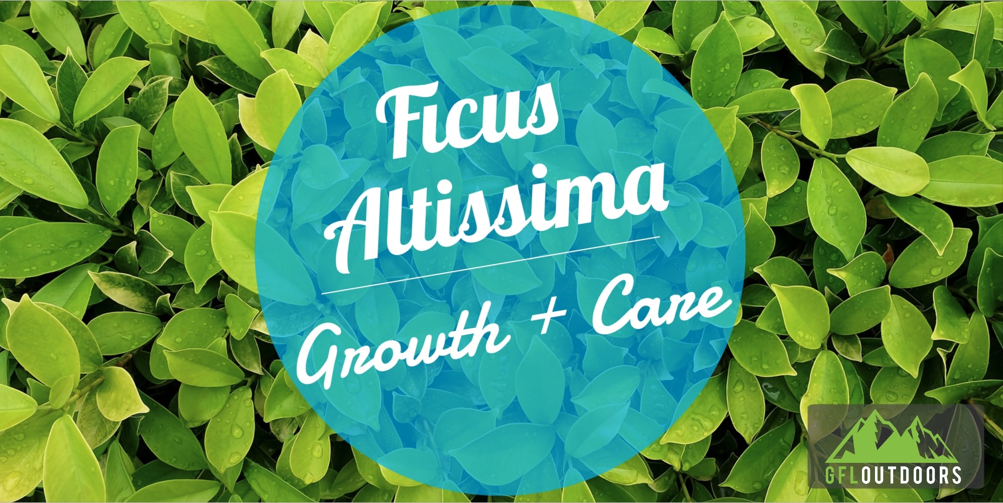 Ficus Altissima: Growth and Care Guide - GFL Outdoors