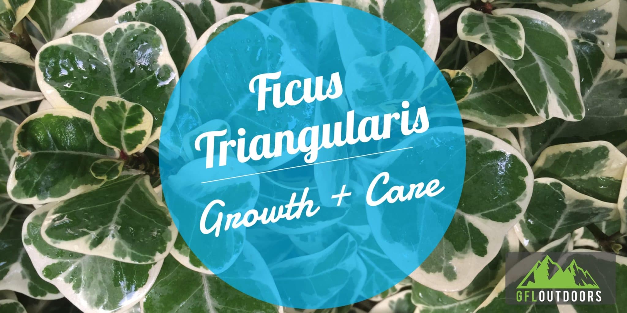 Ficus Triangularis (Sweetheart Tree): Growth and Care - GFL Outdoors