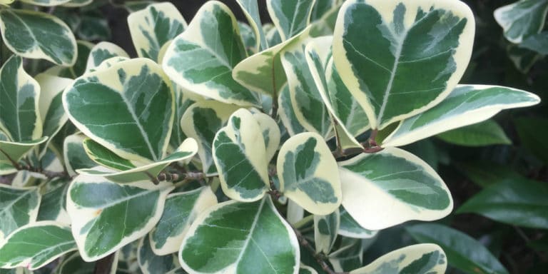 Ficus Triangularis (Sweetheart Tree): Growth and Care - GFL Outdoors