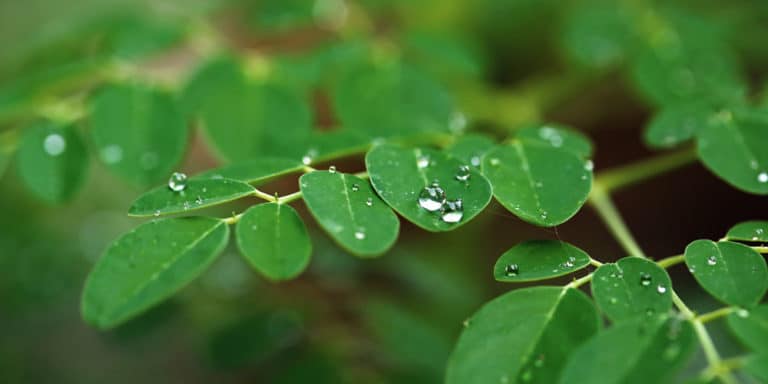 Moringa Tree Arizona: Growth and Care Guide - GFL Outdoors