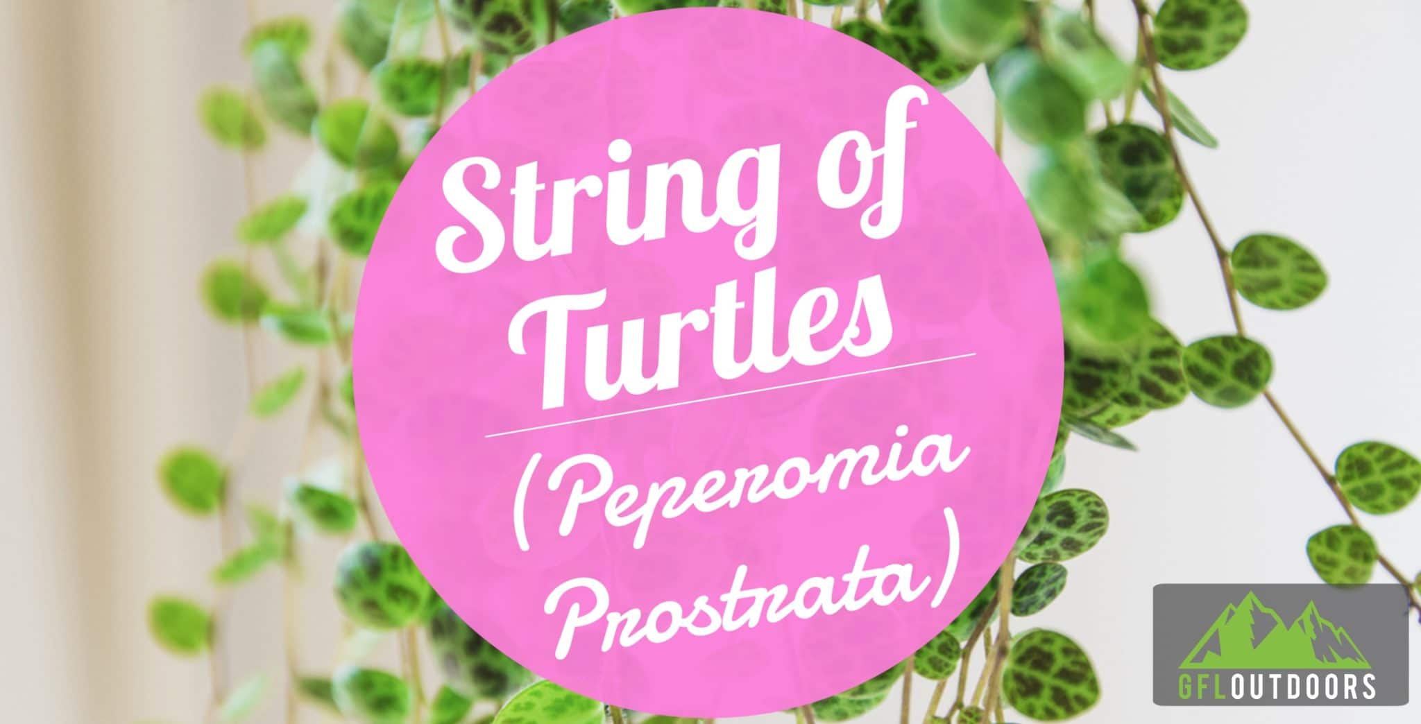 String of Turtles (Peperomia Prostrata): Everything You Need to Know