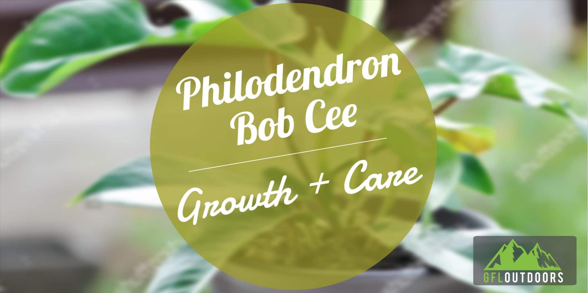 Philodendron Bob Cee: Growth and Care Guide – GFL Outdoors