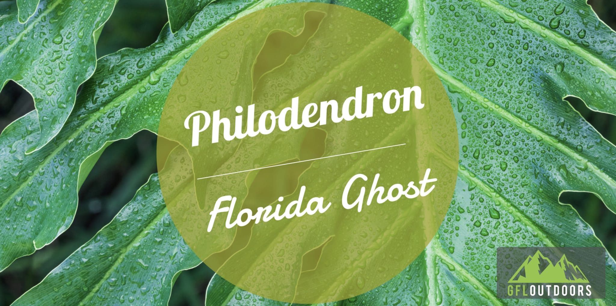 Philodendron Florida Ghost: Growth and Care Guide - GFL Outdoors