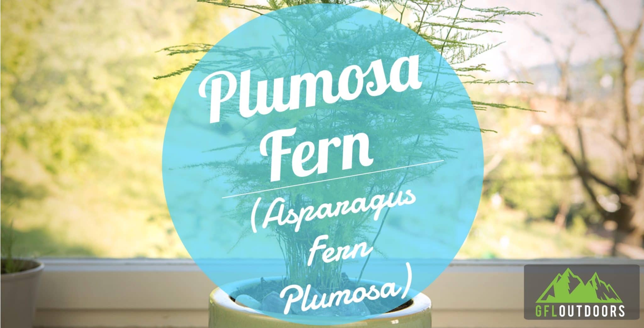 Plumosa Fern (Asparagus Fern Plumosa): All You Need to Know – GFL Outdoors